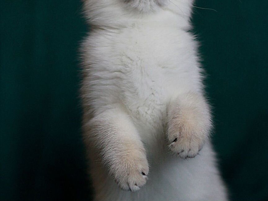 Котята шотландские