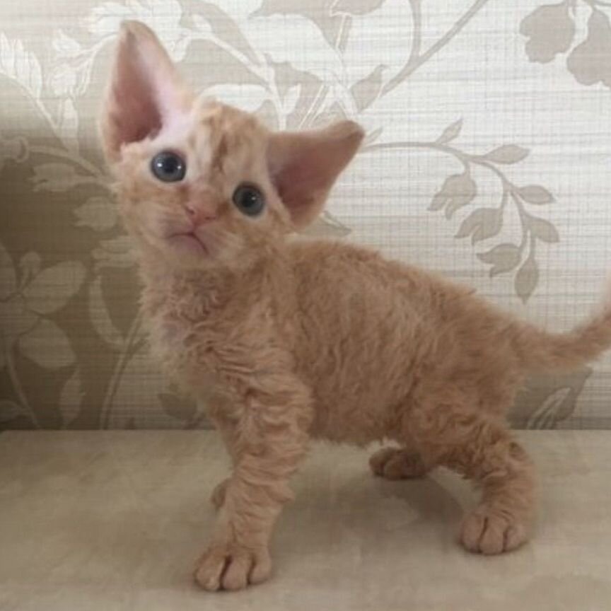 Девон-рекс котёнок
