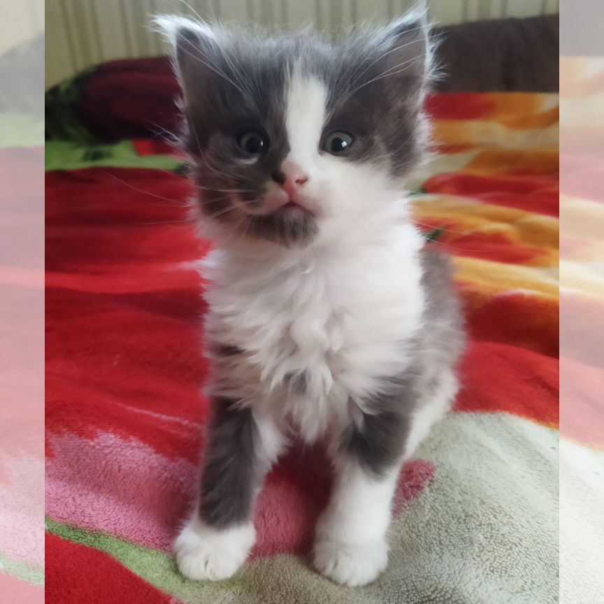 Нибелунг котёнок