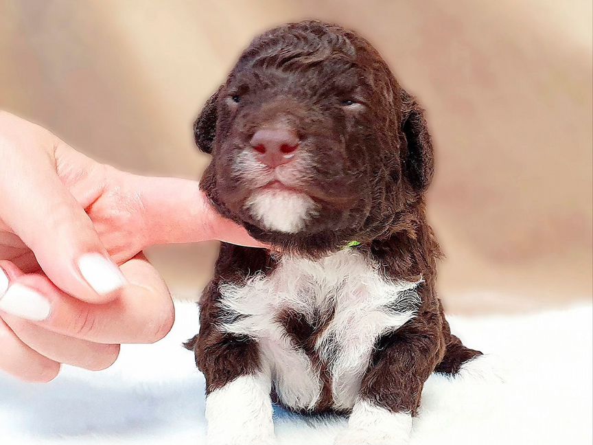 Лаготто-романьоло щенок мальчик
