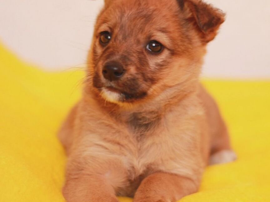 Кнопа в добрые руки