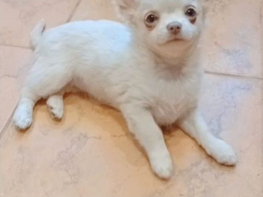 Щенки чихуахуа