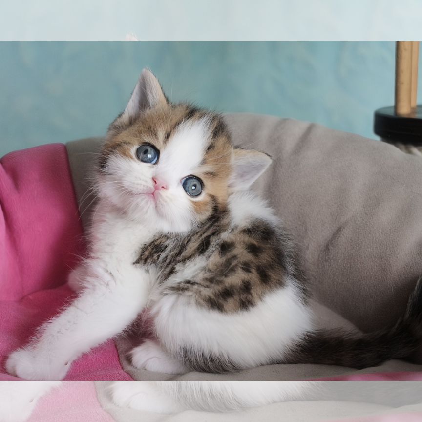 Шотландский прямоухий короткошёрстный котёнок