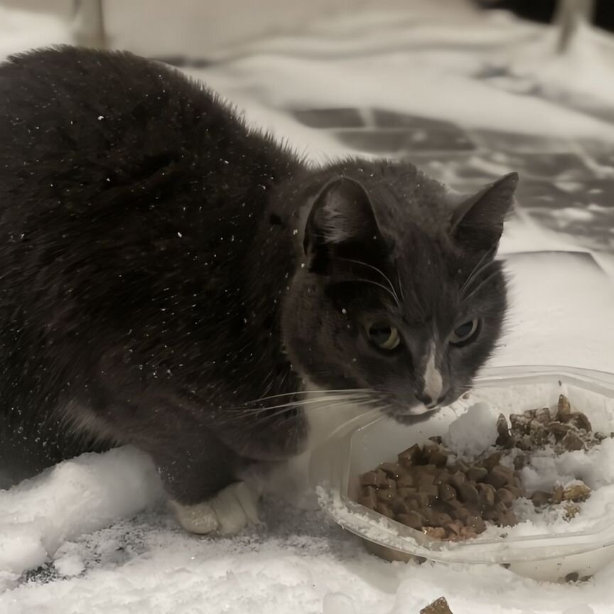 Русский голубой, взрослый кот