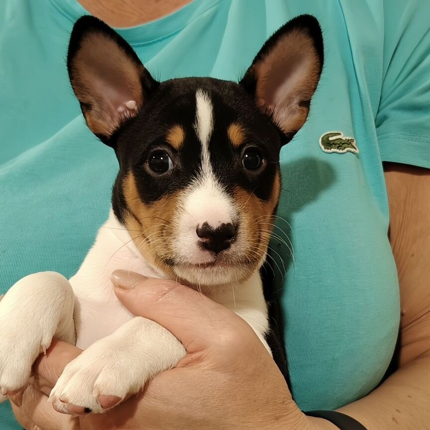 Басенджи, щенок