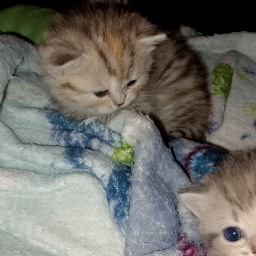 Британский короткошёрстный котёнок