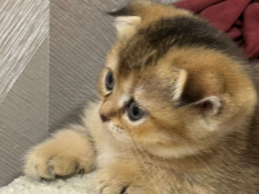 Котята британцы 2 мнс. 0