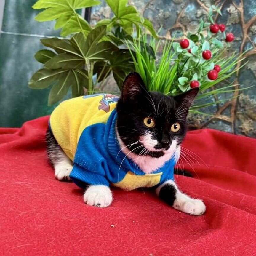 Котенок подросток Карина 4 мес ищет дом