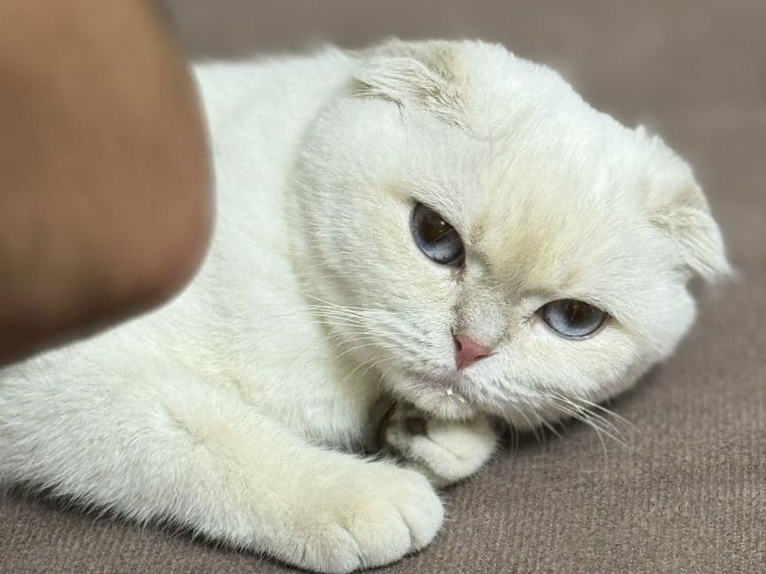 Шотланский котенок