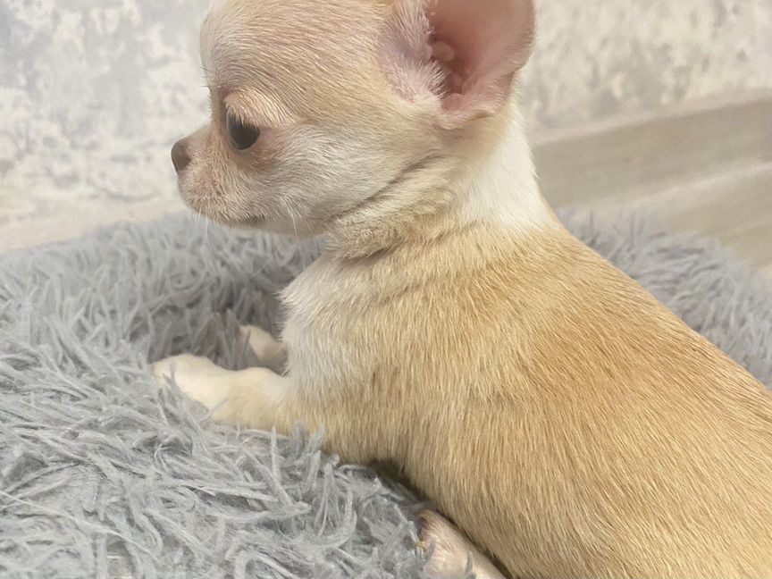 Сладкий мини мальчиш