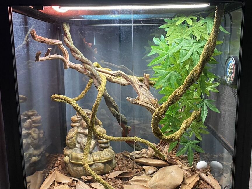 Террариум для хамелеона