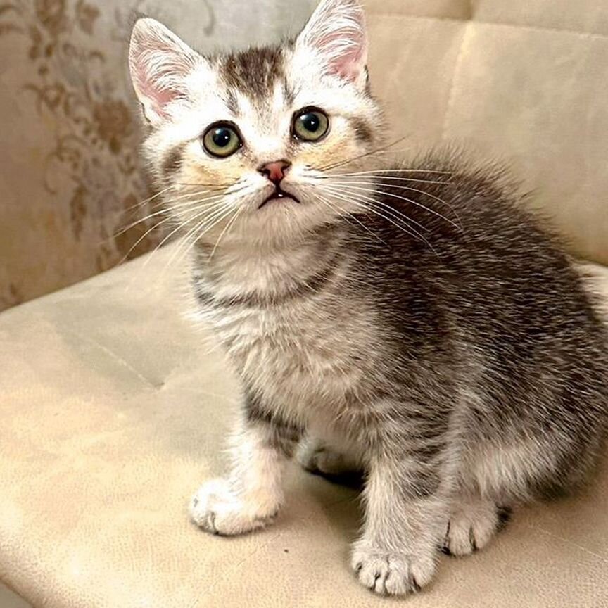 Шотландская