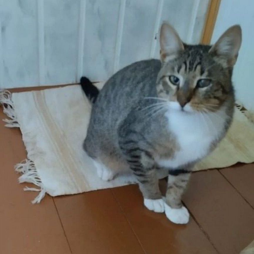 Котику нужен дом