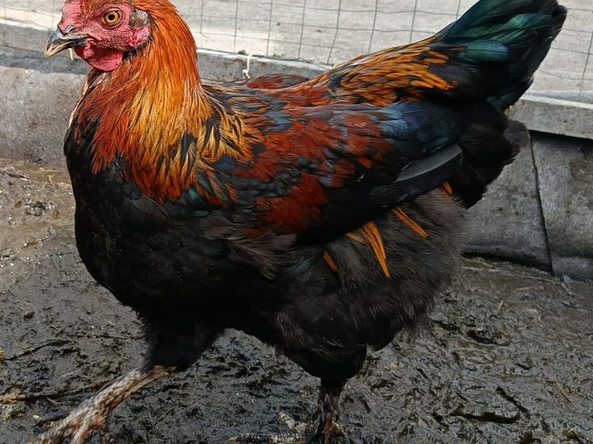 Амераукан. Маран. 2,5-4,5ме