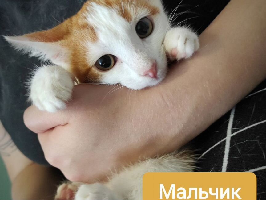 Котенок в добрые руки