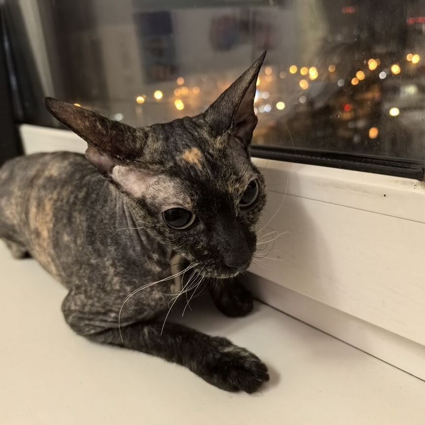 Сфинкс девочка