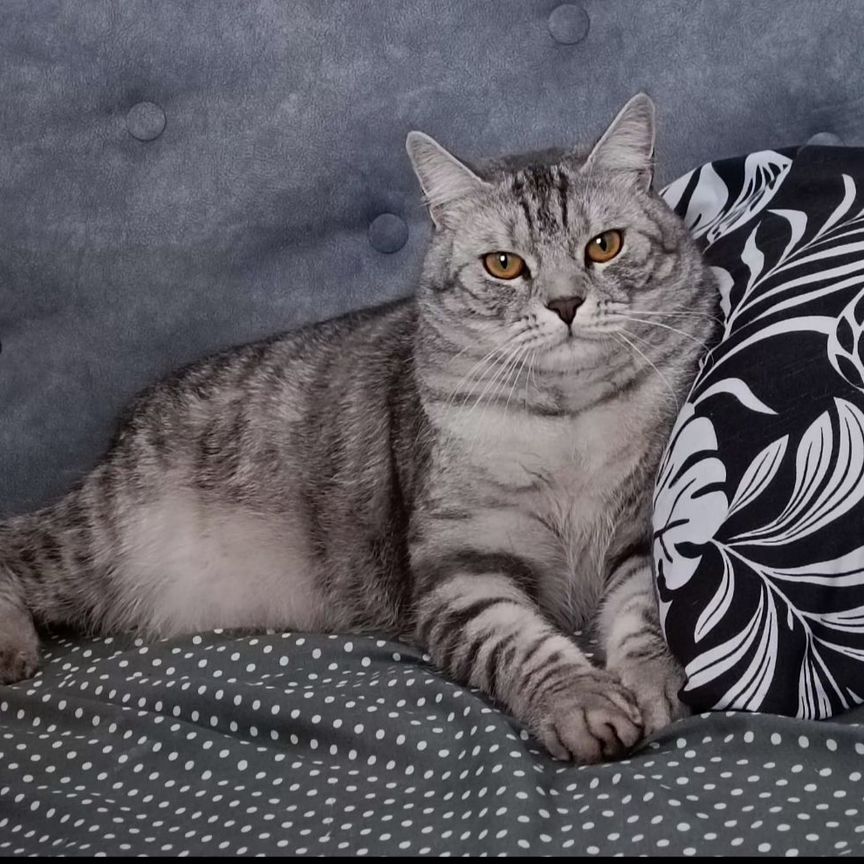 Домашние животные кошки