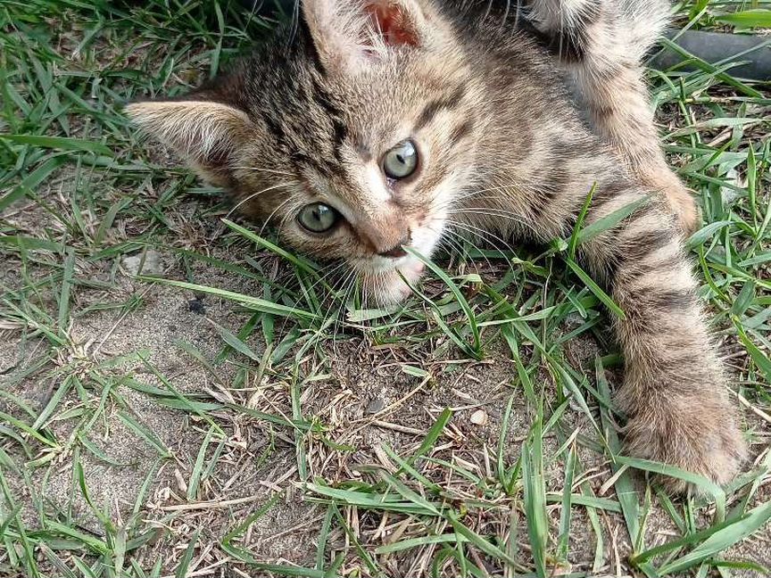 Бенгальские котята