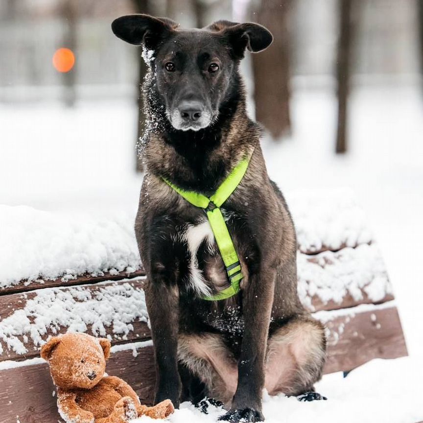 Взрослый пёс в добрые руки