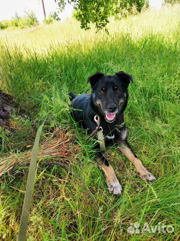 Умнейший Багги нуждается в любящей семье