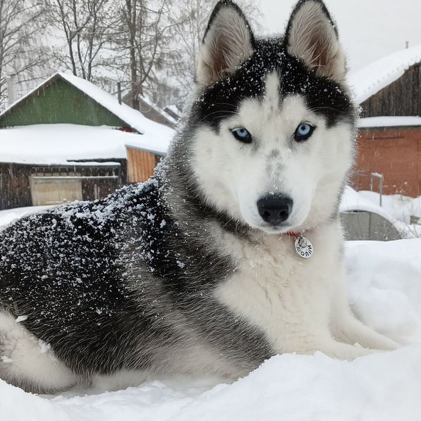 Сибирский хаски, щенок