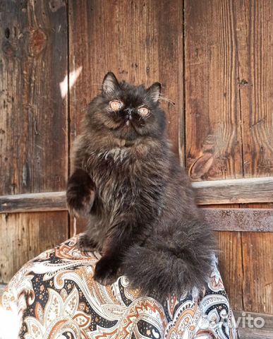 Персидские и экзотические