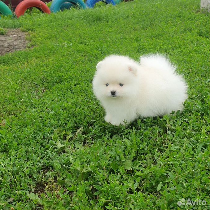 Шпицемальчики