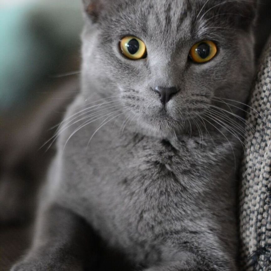 Молодой кот в добрые руки