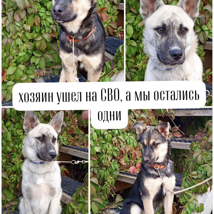 Щенки метисы в добрые руки