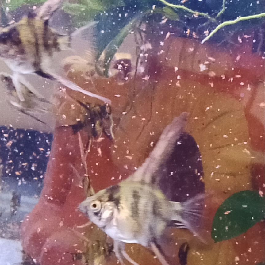 Аквариумные рыбки