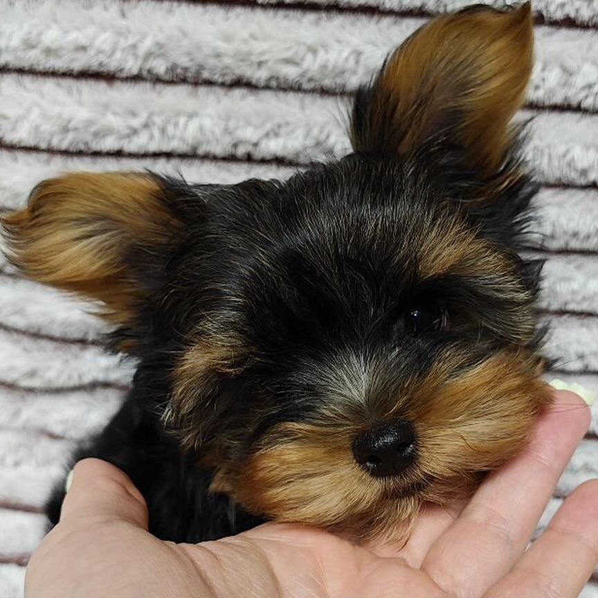 Йоркширский терьер, щенок