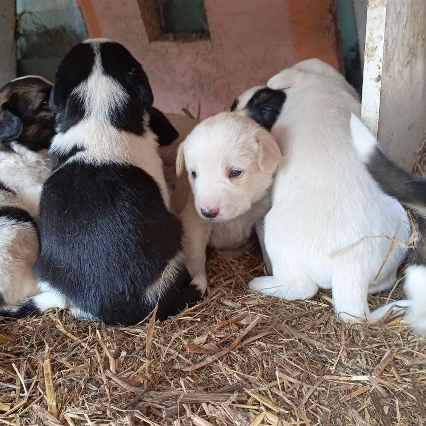 Собаки бесплатно