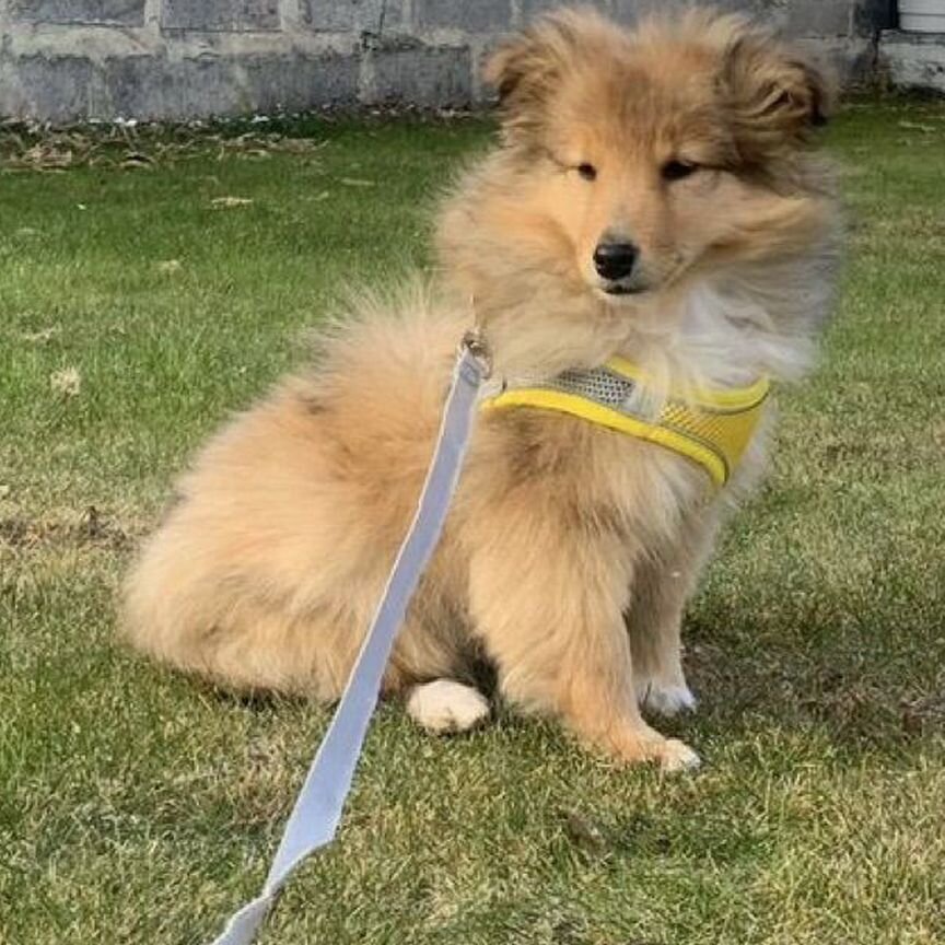 Шелти, щенок