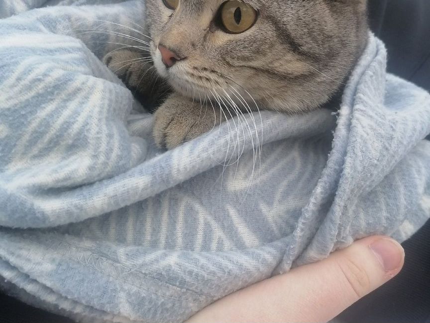 Найден кот