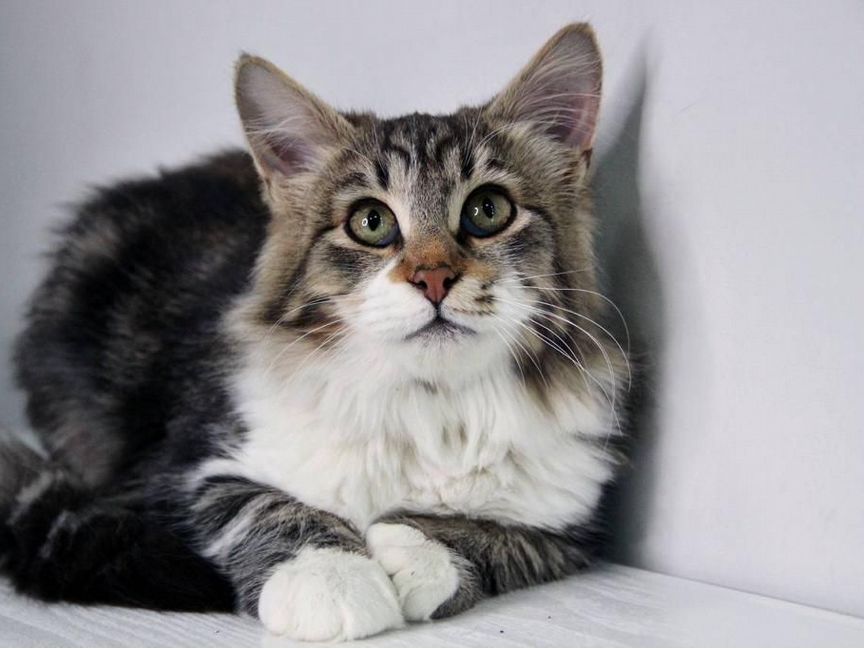 Котенок пооусибирячок 5 мес
