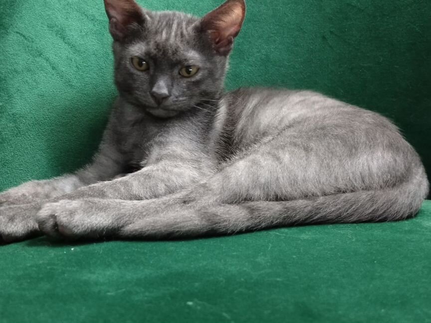 Котенок
