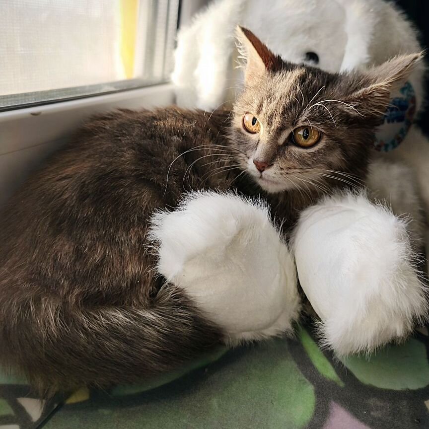 Котёнок в добрые руки