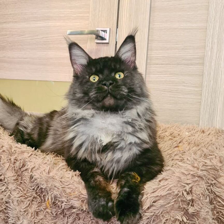 Кот мейн-кун в брид или кастратом