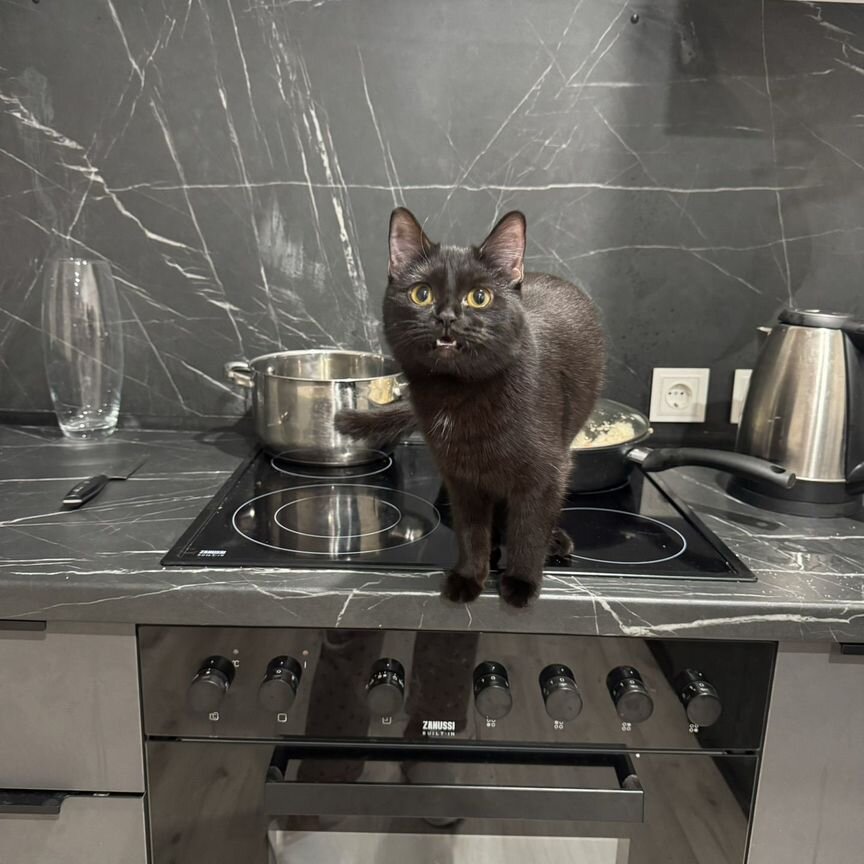 Кошка туппя