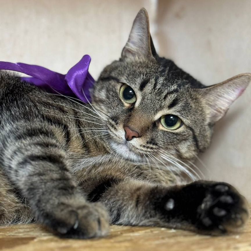 Бенгальская, взрослая кошка