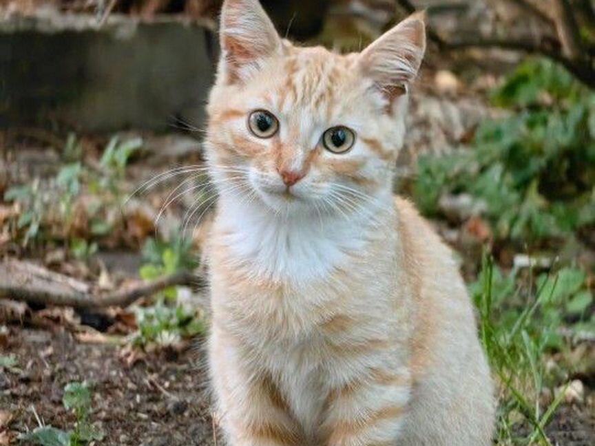 Рыжие котята в добрые руки