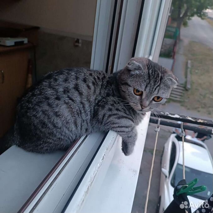 Шотландская вислоухая кошка