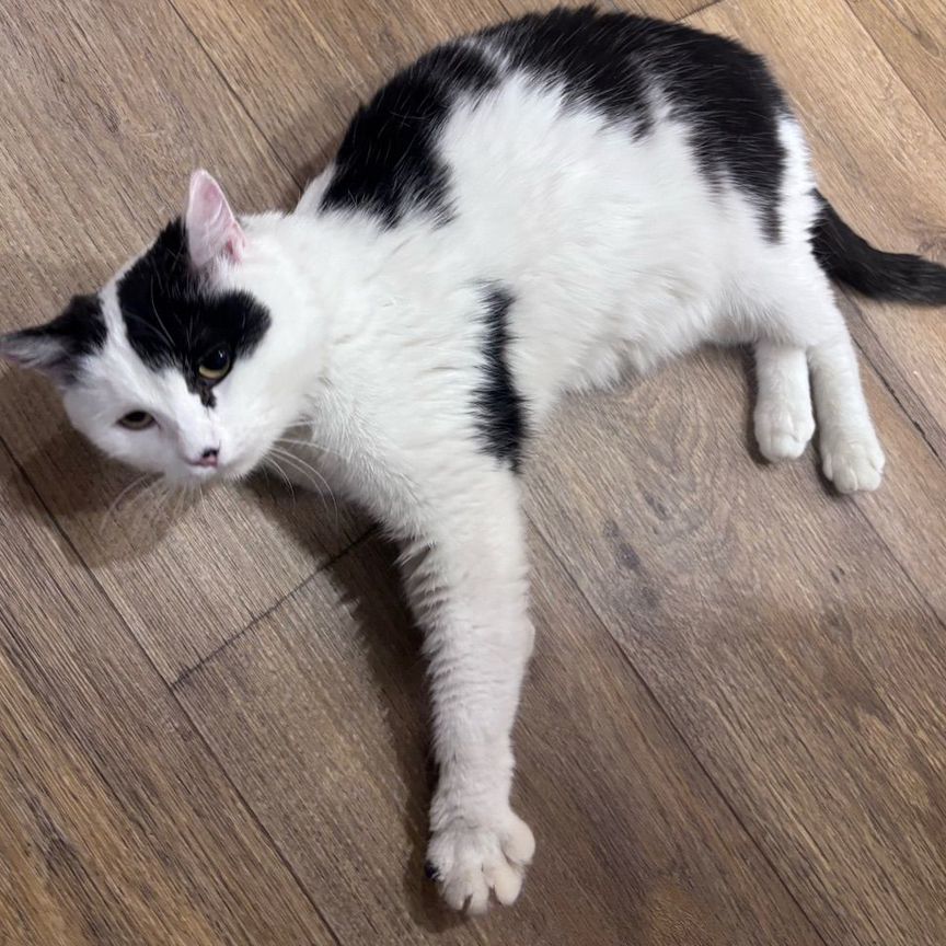 Взрослая, кошка в добрые руки