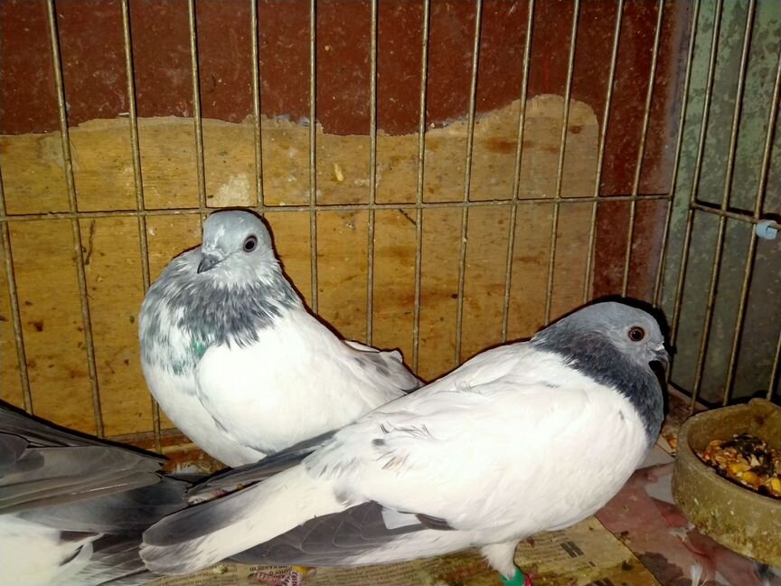 Будапештские голуби