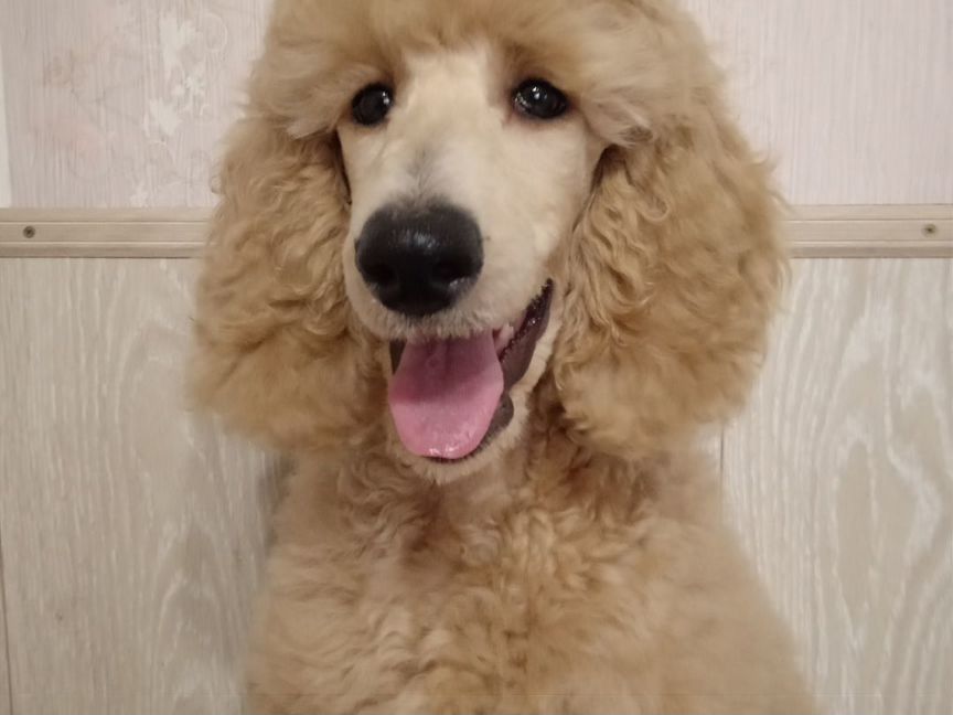 Щенки большого пуделя