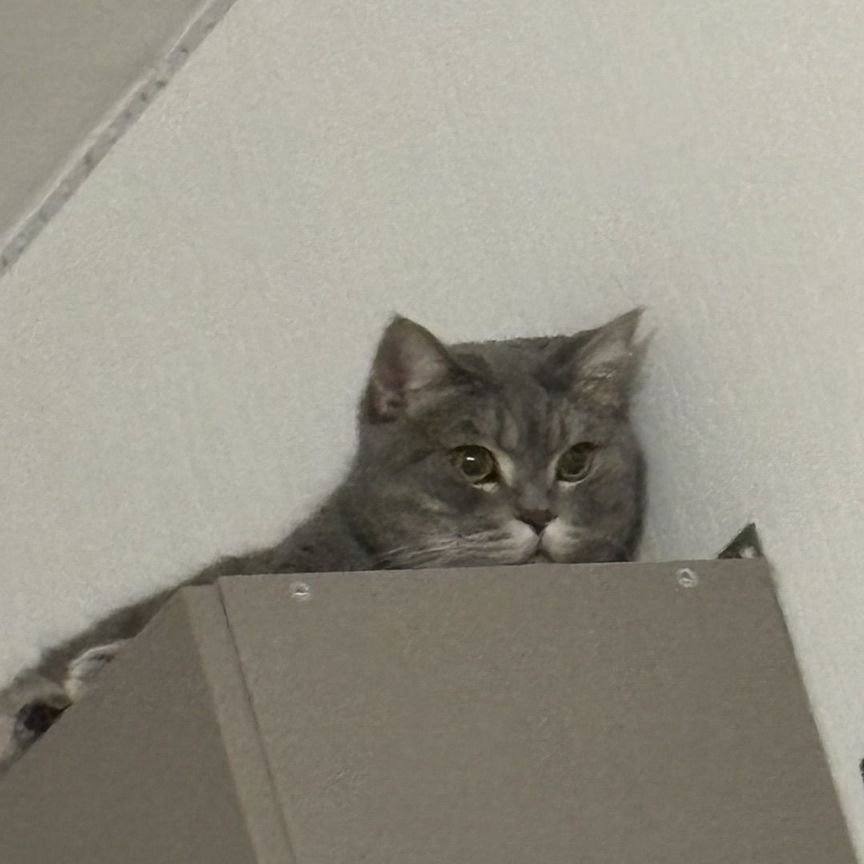 Кот британец