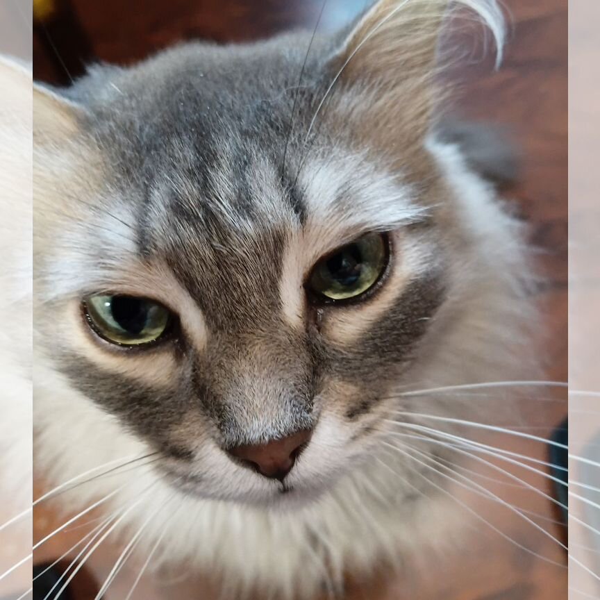 Сибирский, взрослый кот