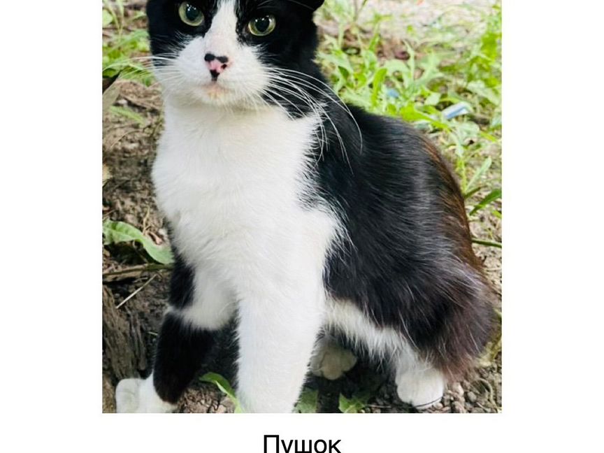 Котик Пушок погибает на улице