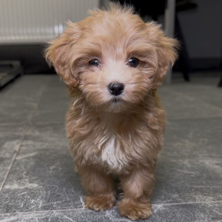 Мальтипу, щенок