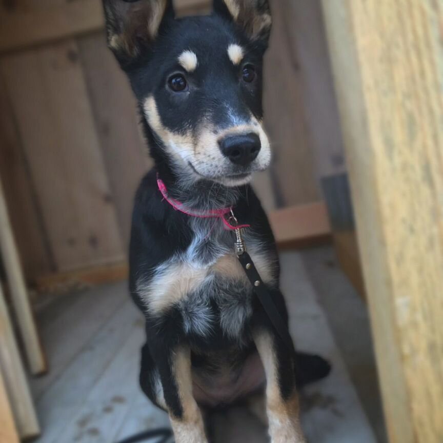 Лесси ищет своего человека